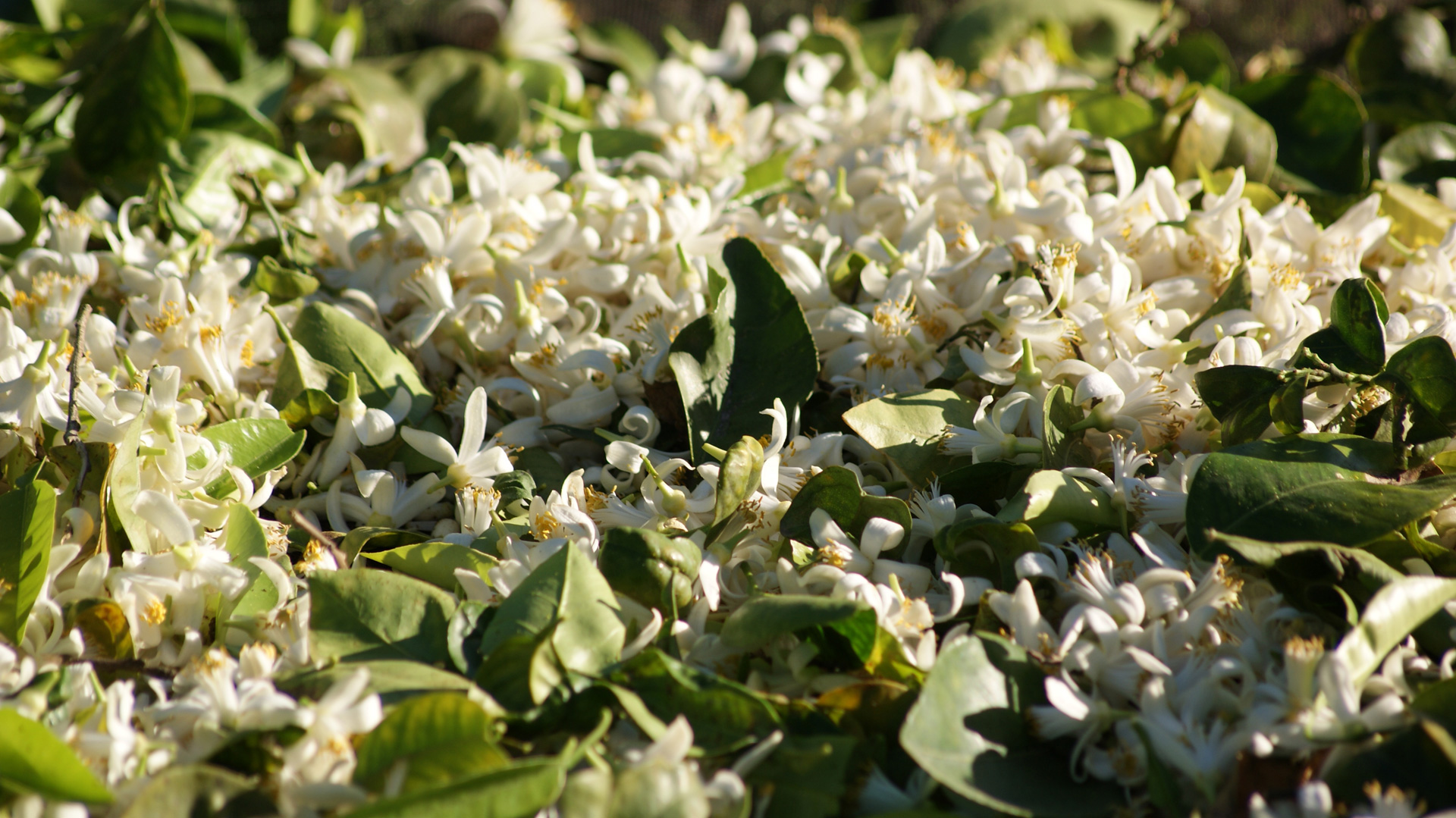 HISTORIA - Agua de Sevilla
